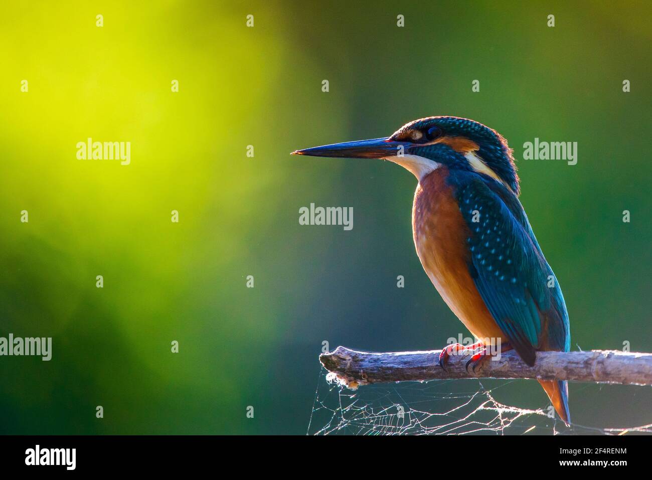 Common European Kingfisher or Alcedo atthis sits on a stick above the ...