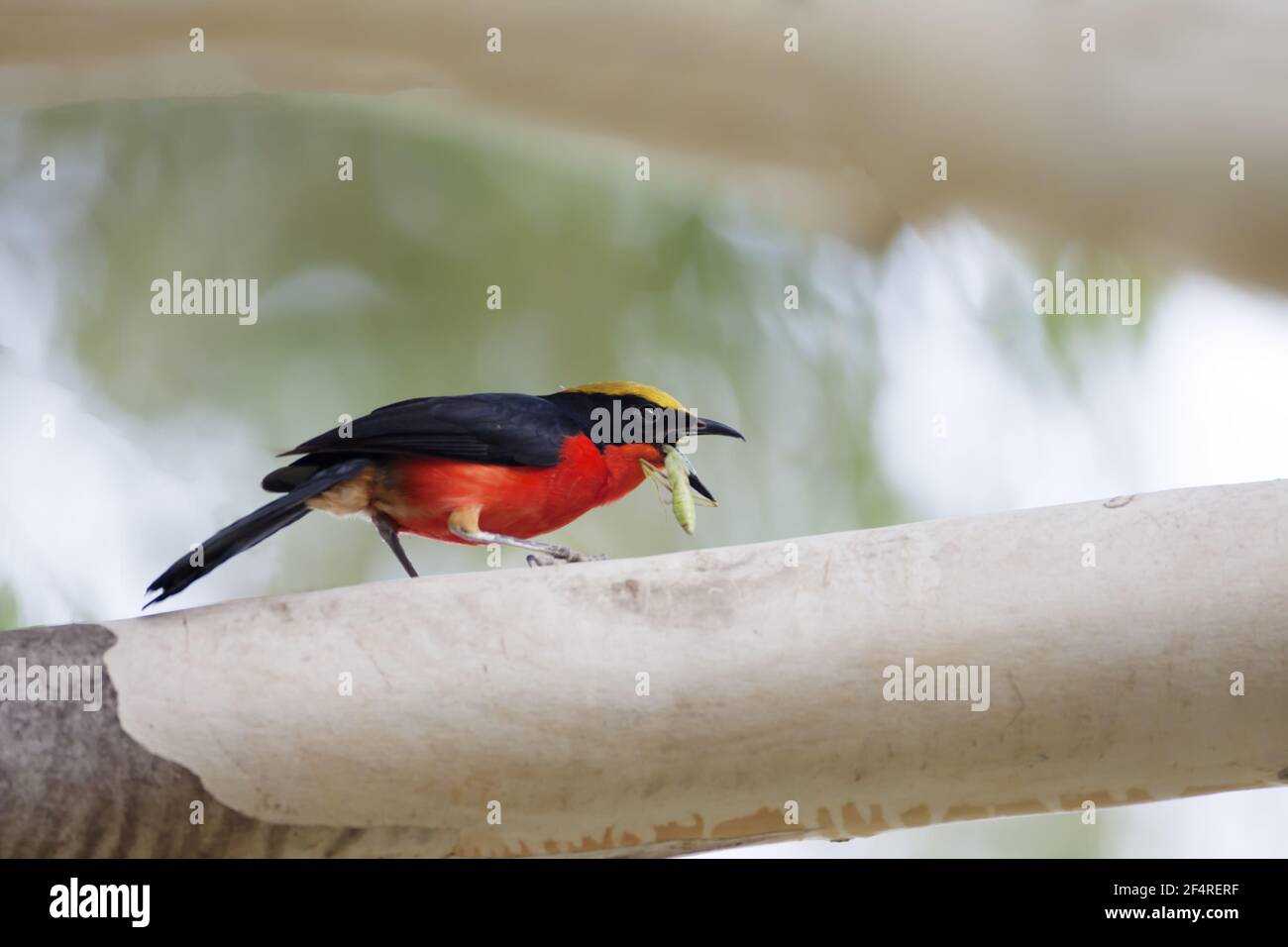 Praying mantis eating bird hi-res stock photography and images - Alamy