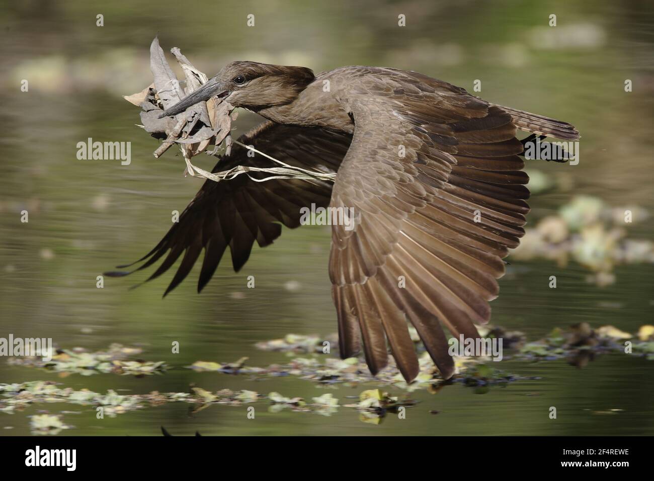 Hammerkop - in flight varrying nesting material Scopus umbretta Gambia ...