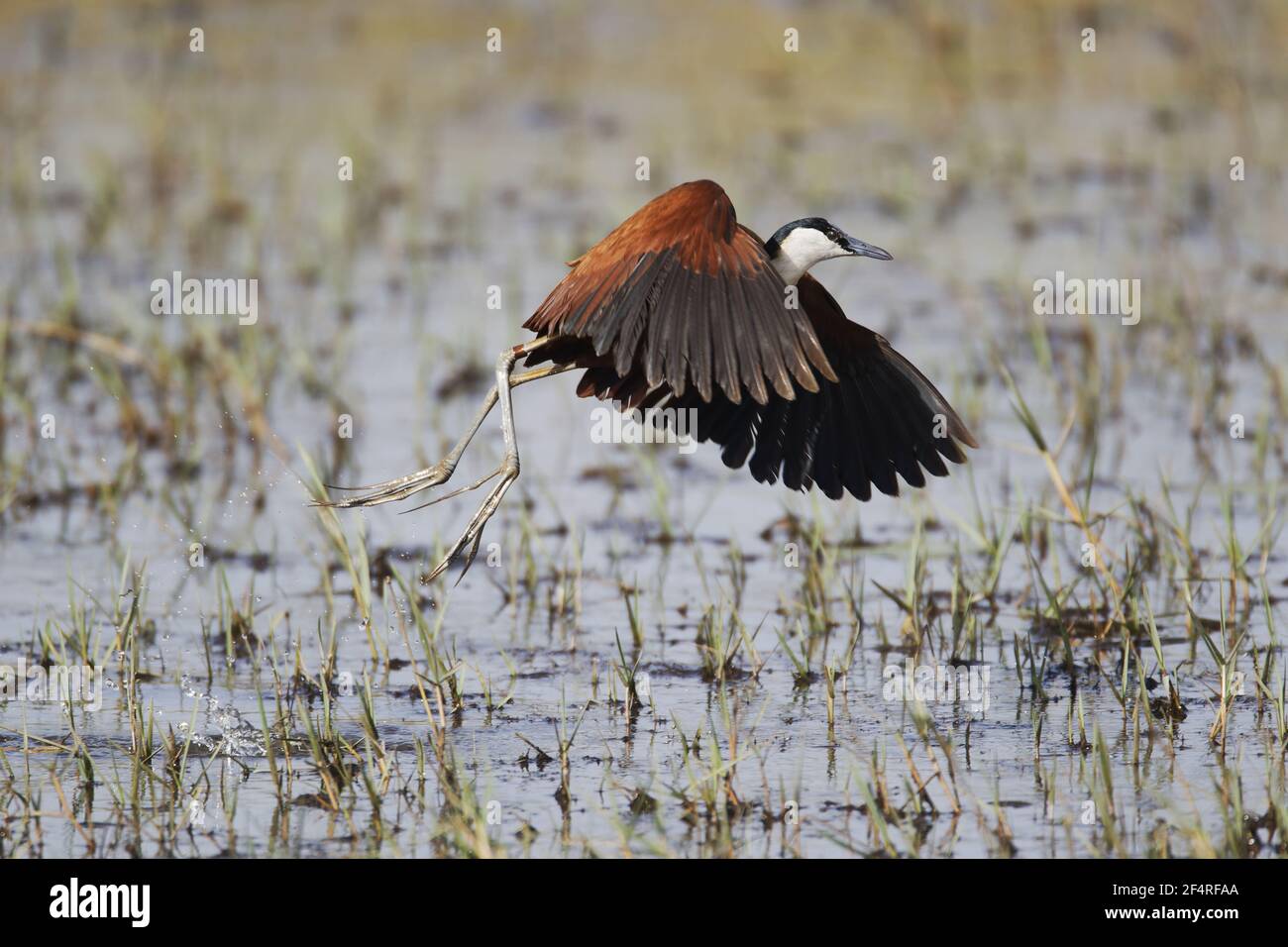 African Jacana - in flight Actophilornis africanus Gambia, West Africa ...