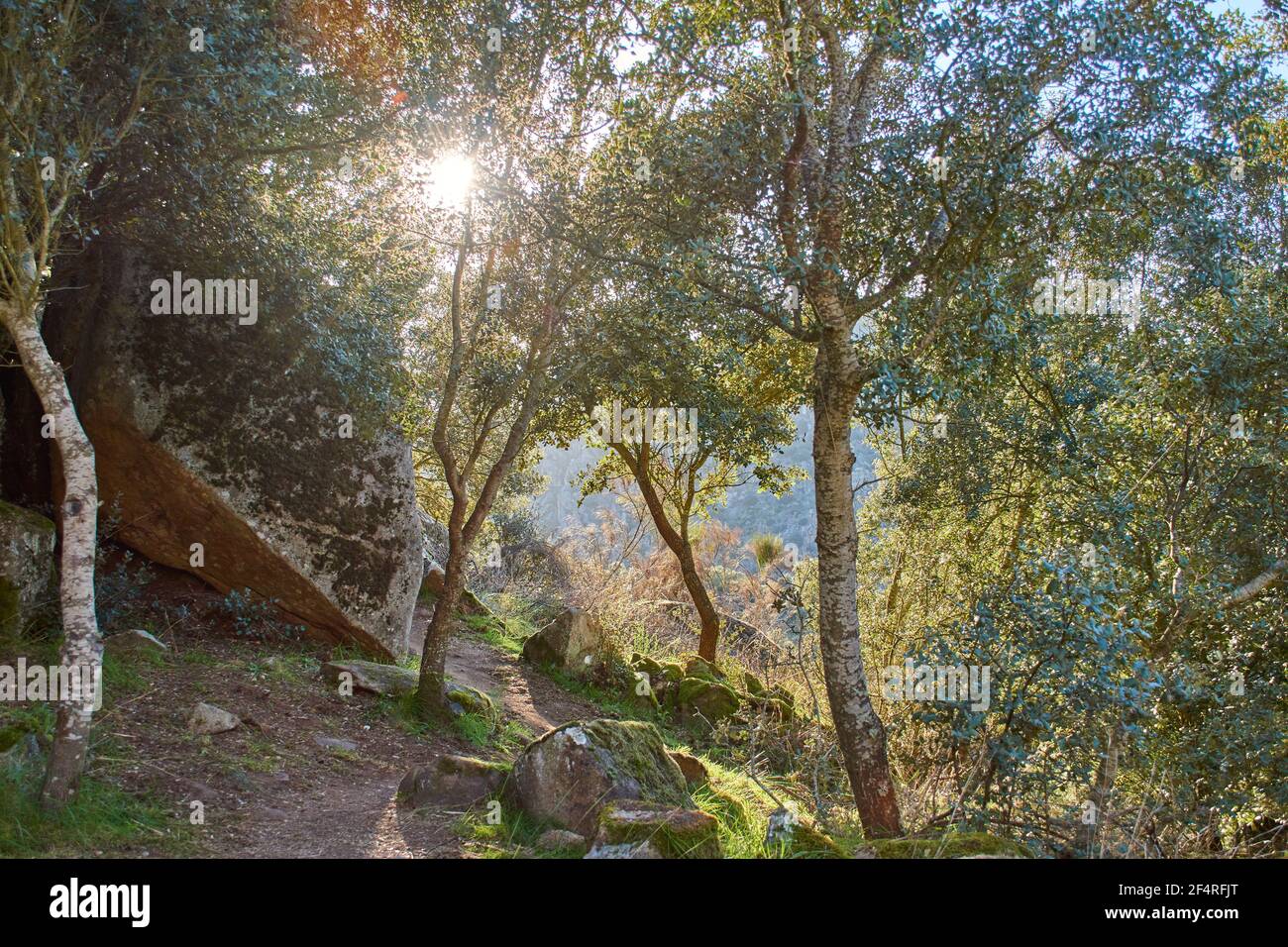 Narrow path between rocks and trees in the forest on the mountainside ...