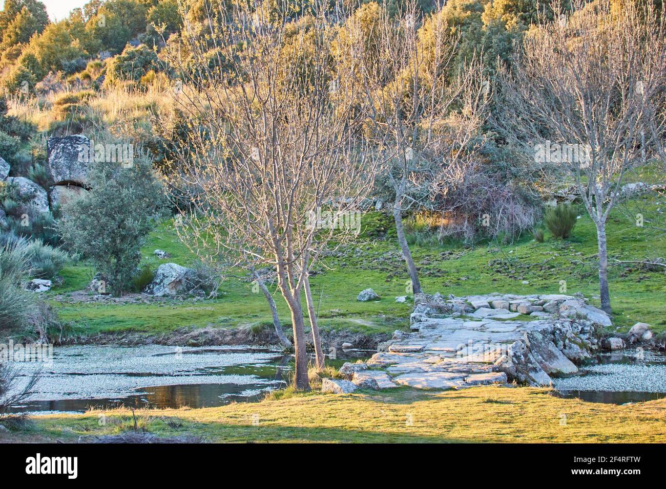 Horizontal image of a forest blooming in spring at sunset with a river ...