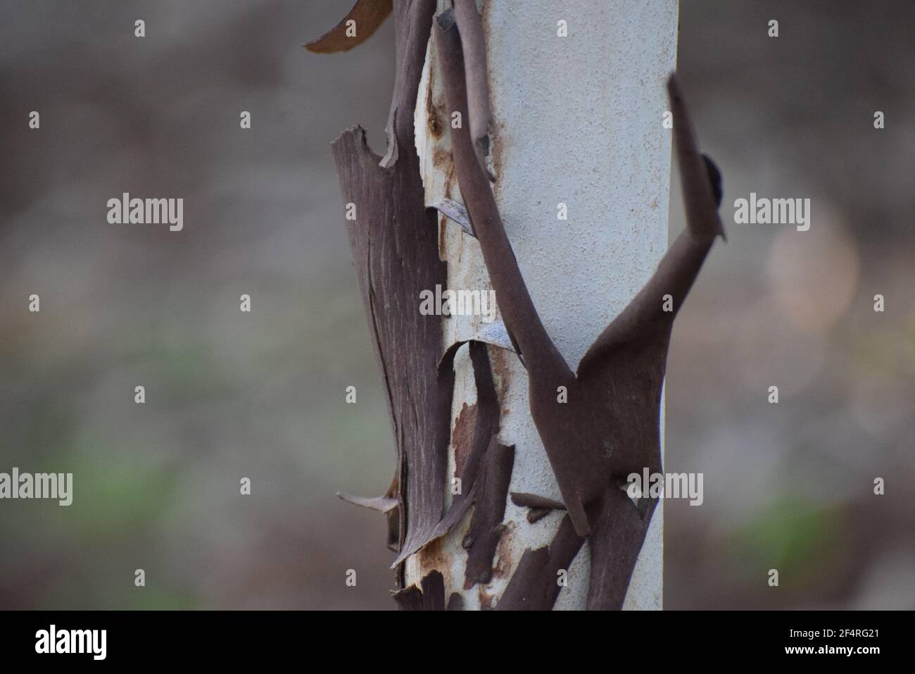 Closeup of a peeled tree trunk in a forest Stock Photo - Alamy