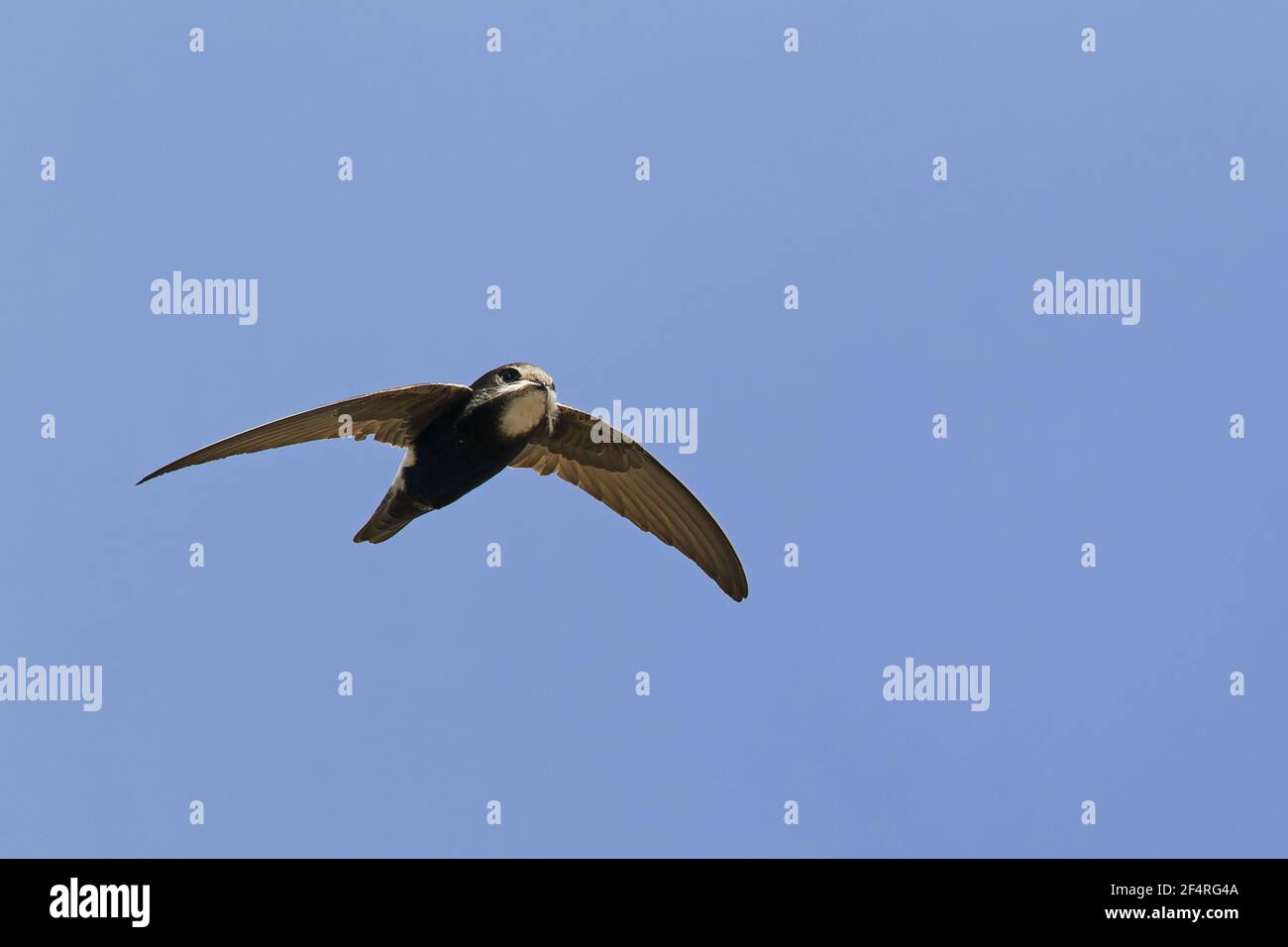 Swift bird nest hi-res stock photography and images - Alamy