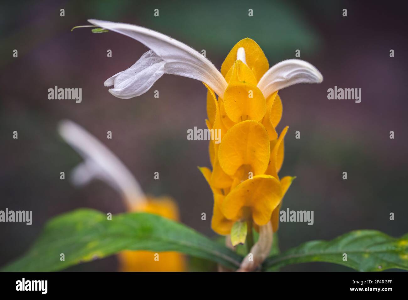 Closeup shot of a tropical Pachystachys lutea plant flower in blossom ...