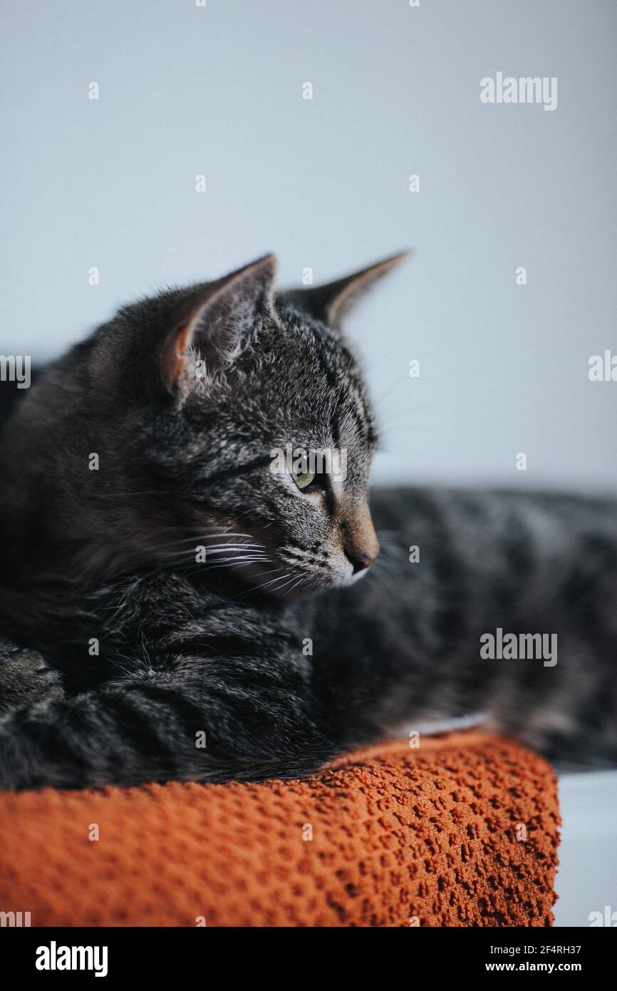 Side profile of a cool tabby cat with sharp ears sitting on the couch ...