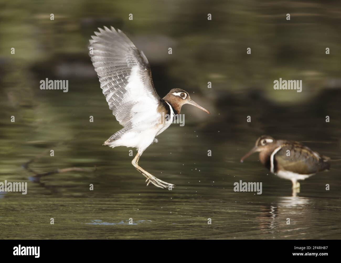 Greater Painted-snipe - female flapping wings Rostratula benghalensis ...
