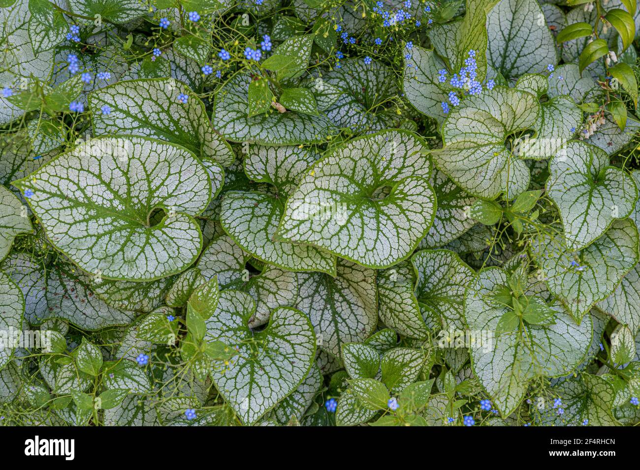 Spotted white tropical leaves with small blue flowers closeup texture ...