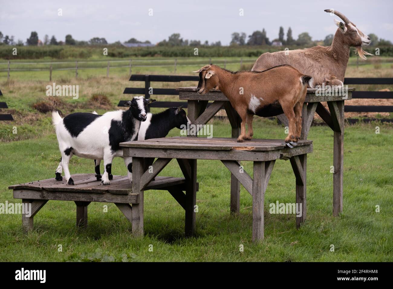 Goats stand and lie on wooden platforms and tables in a pasture Stock ...