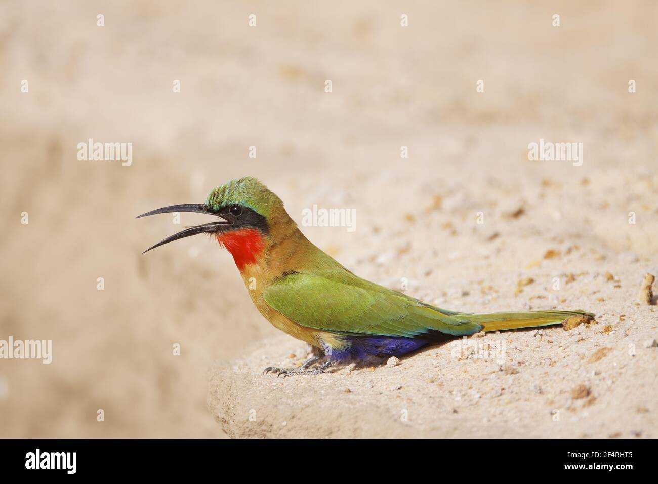 Red-throated Bee-eater Merops bullocki Gambia, West Africa BI025704 ...