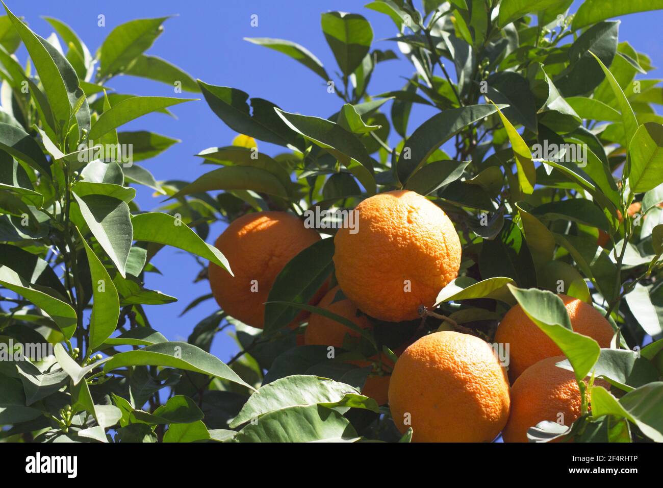 Orange tree in the sun with very green leaves. No people Stock Photo ...