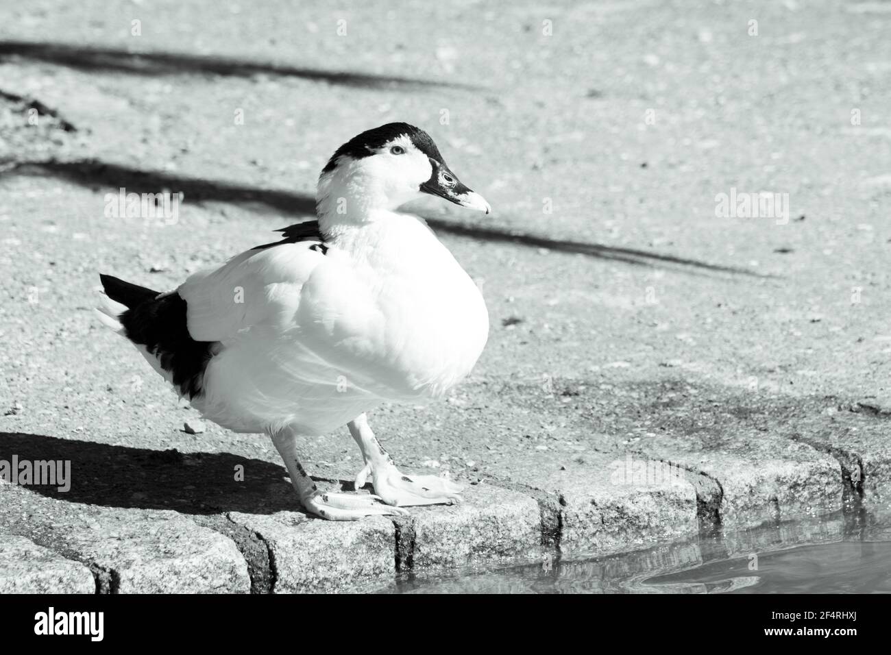 Beautiful white duck walk hi-res stock photography and images - Alamy