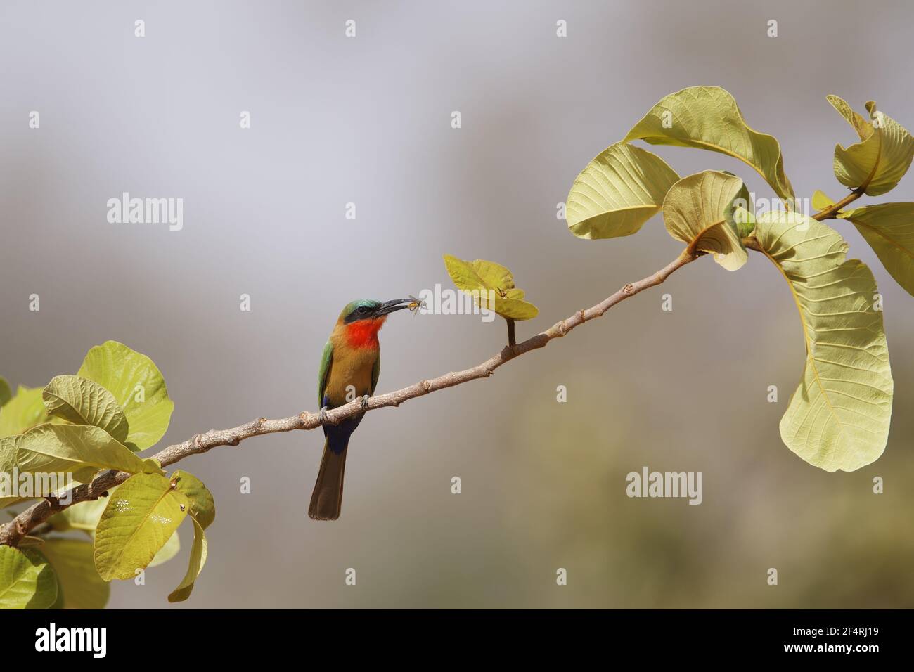 Red-throated Bee-eater - with food Merops bullocki Gambia, West Africa ...