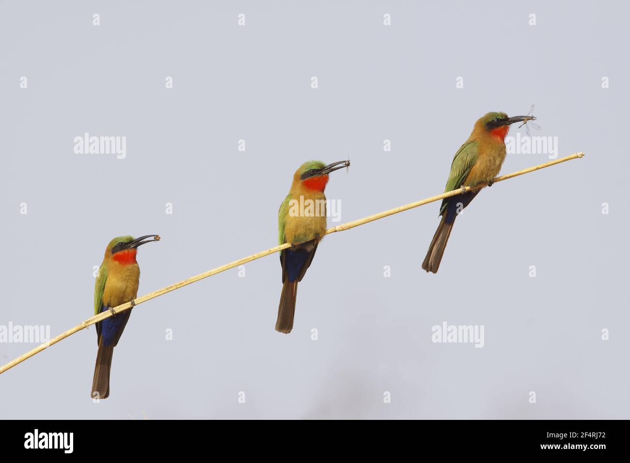 3 Bee Eaters High Resolution Stock Photography and Images - Alamy