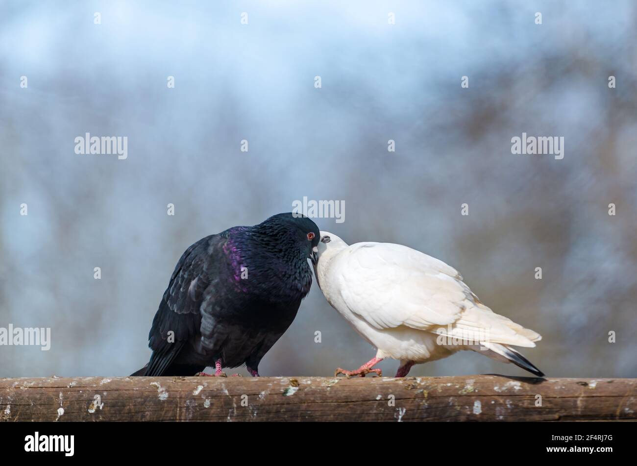 Common pigeons kissing hi-res stock photography and images - Alamy