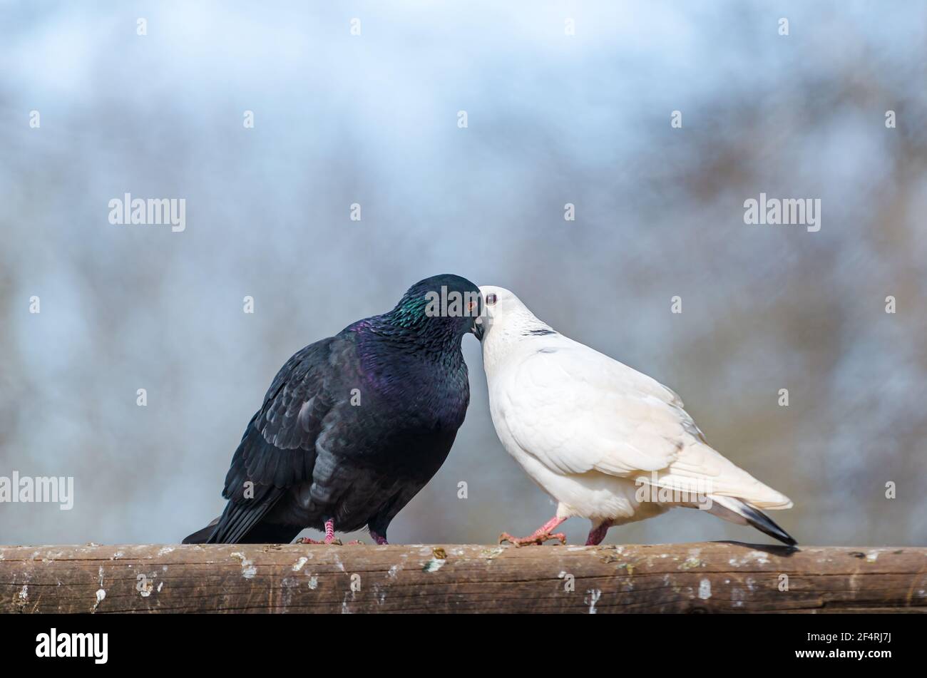 male black pigeon courting female white pigeon. Dove's behavior during ...