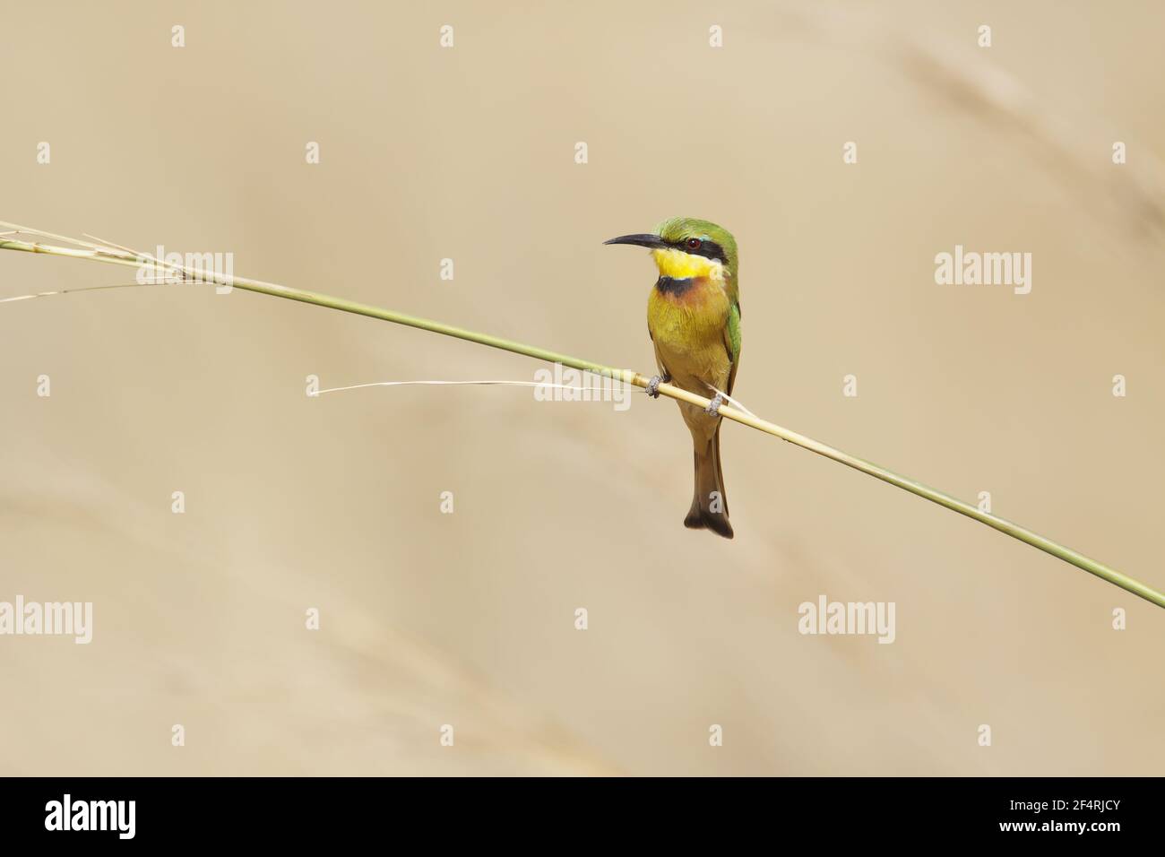 Bee eater bee eaters hi-res stock photography and images - Alamy