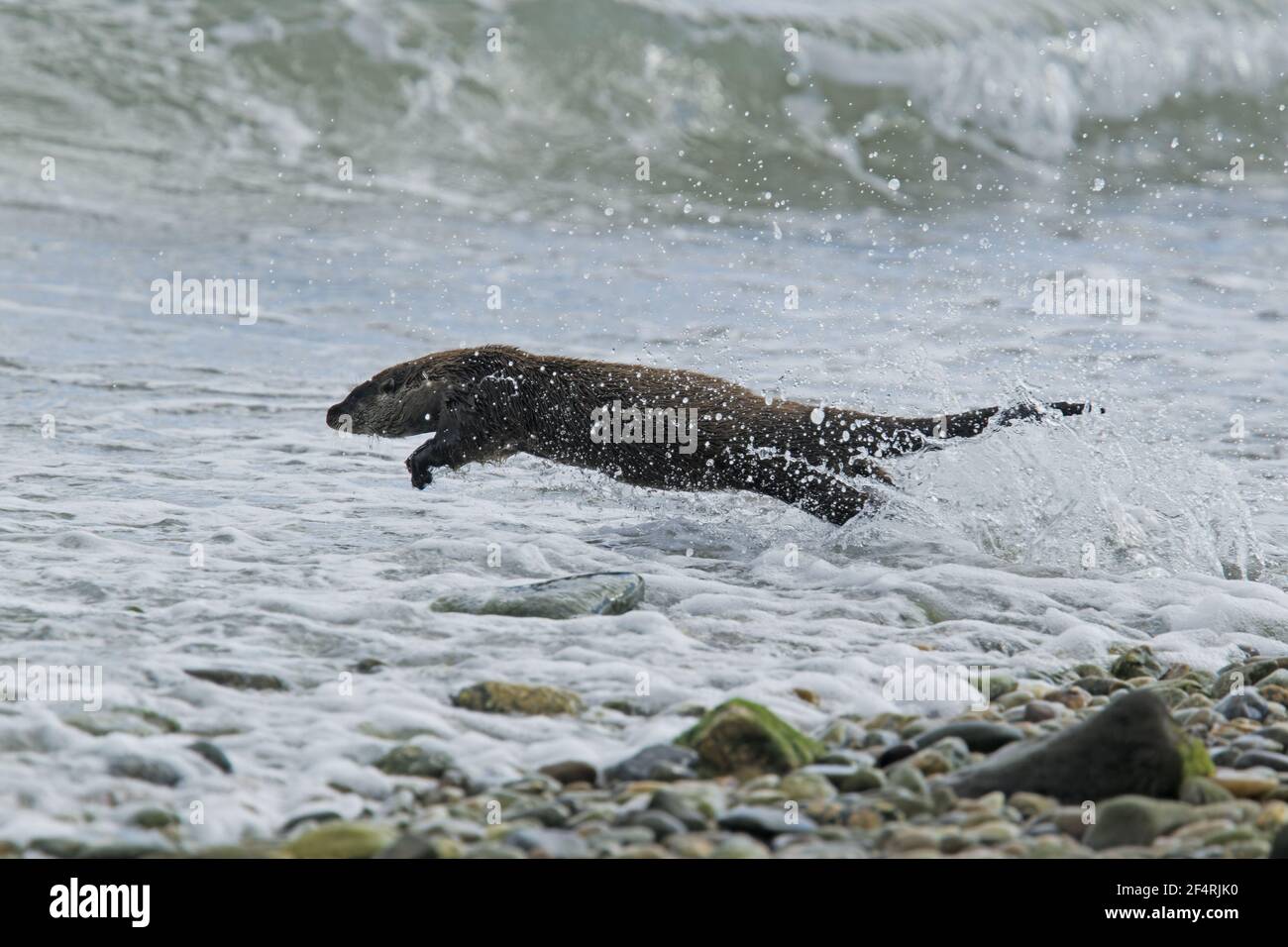 Otter running across beach towards the seaLutra lutra Shetland, UK ...
