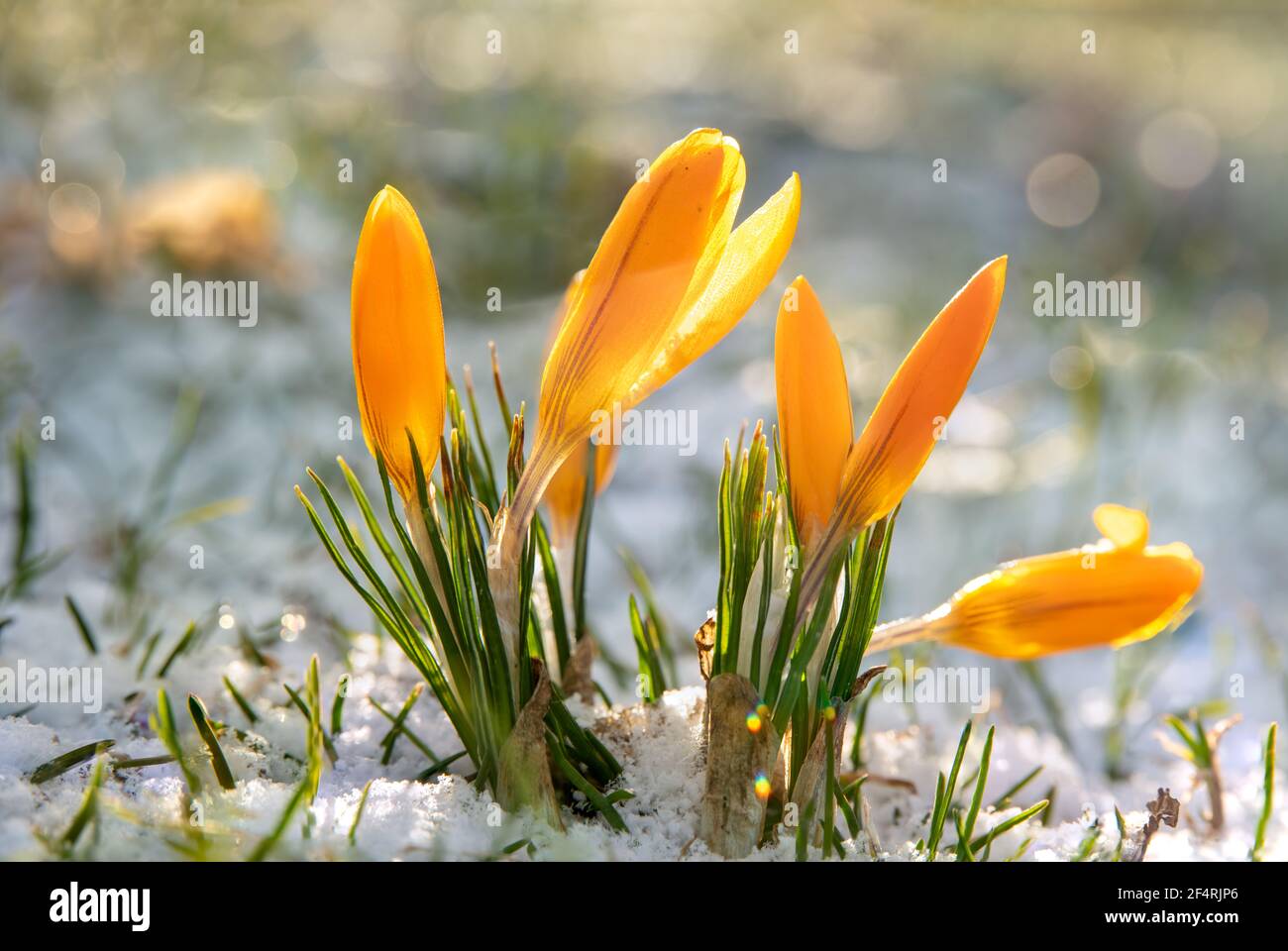 Crocuses on march meadow hi-res stock photography and images - Alamy