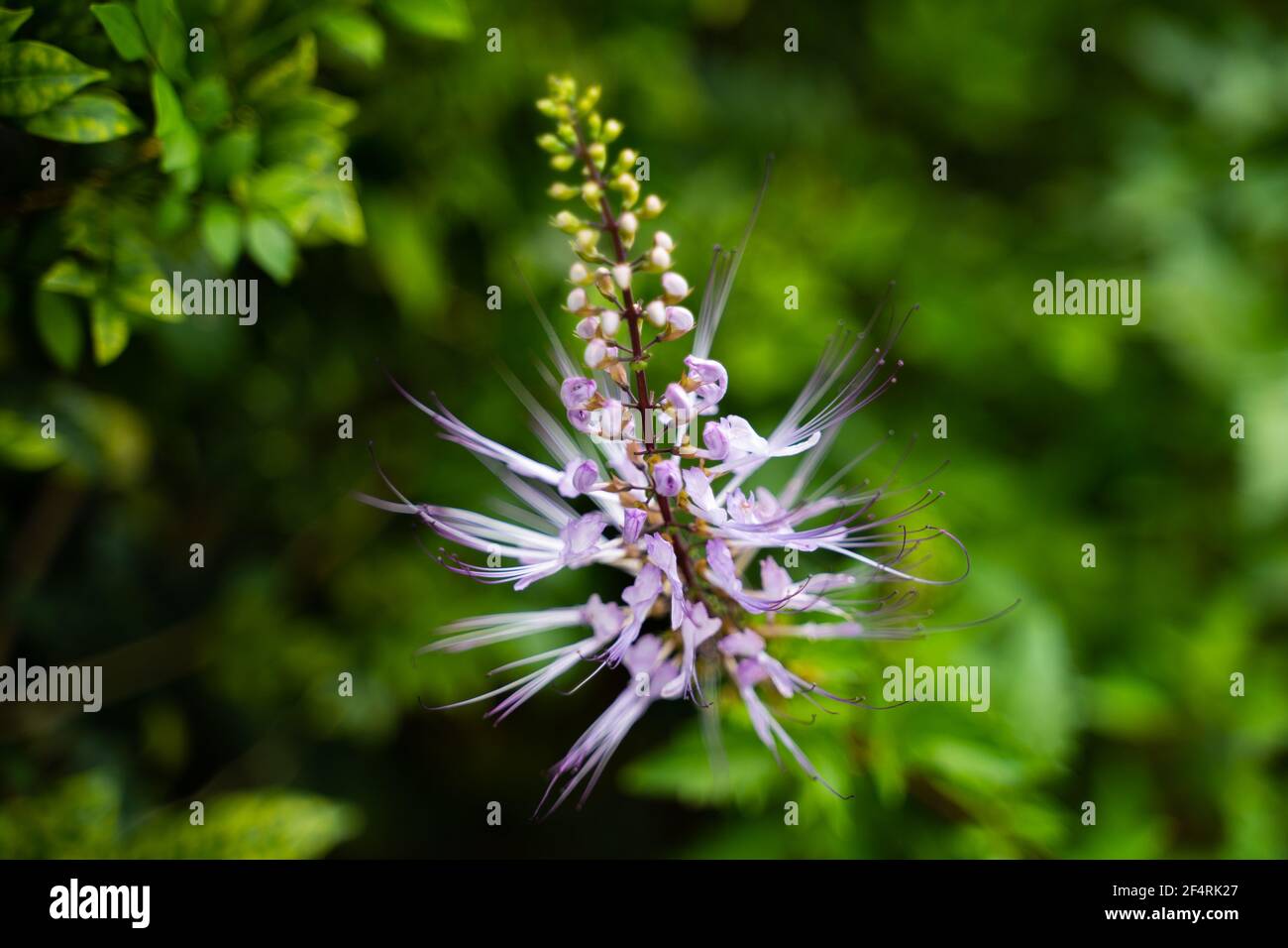 Flower pyramid hi-res stock photography and images - Alamy