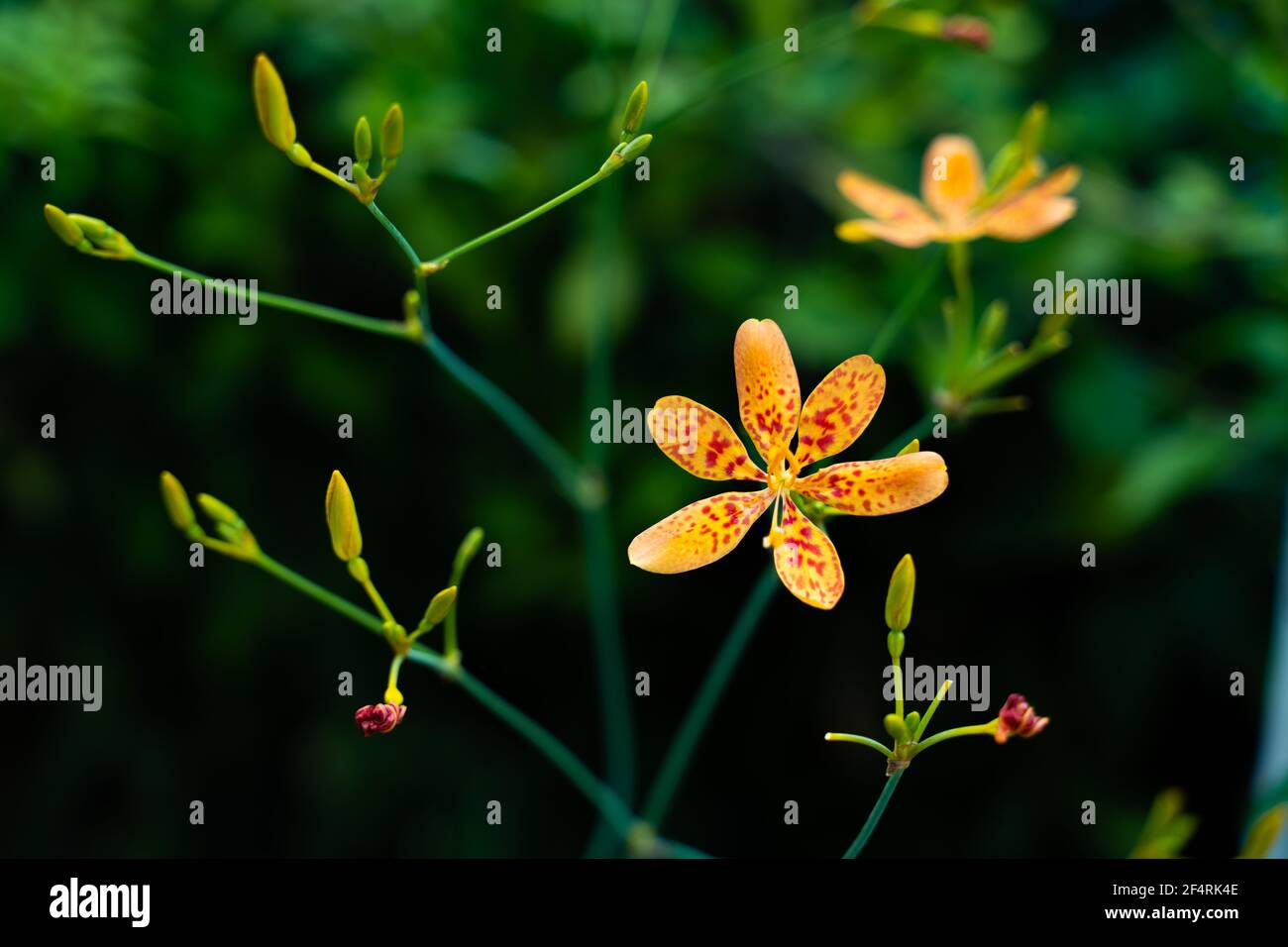 Yellow flower, yellow red flower, twin flower, bokeh flower, six petal ...