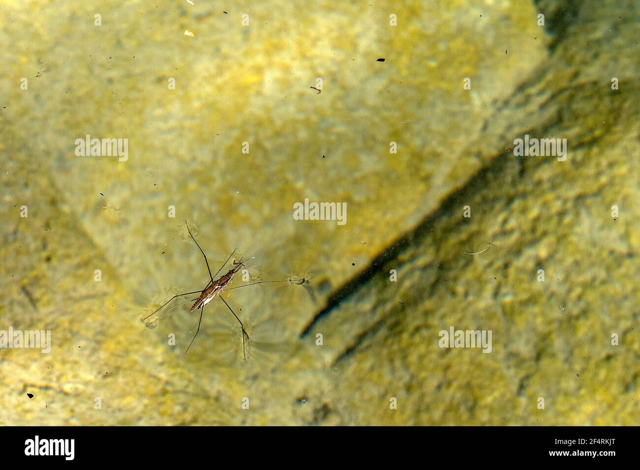 Jesus Bugs High Resolution Stock Photography and Images - Alamy