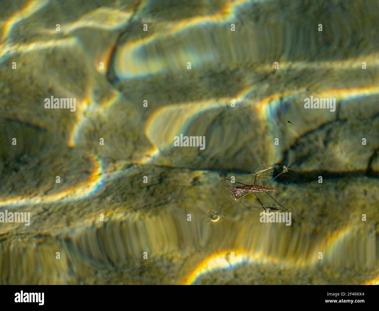 Mating Gerridae Water bugs pond skaters jesus bug macro close up Stock ...