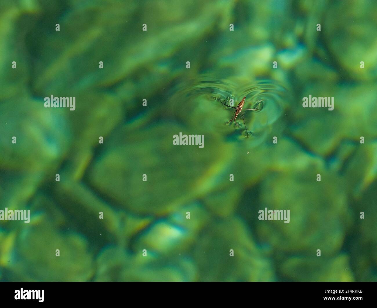 Mating Gerridae Water bugs pond skaters jesus bug macro close up Stock ...