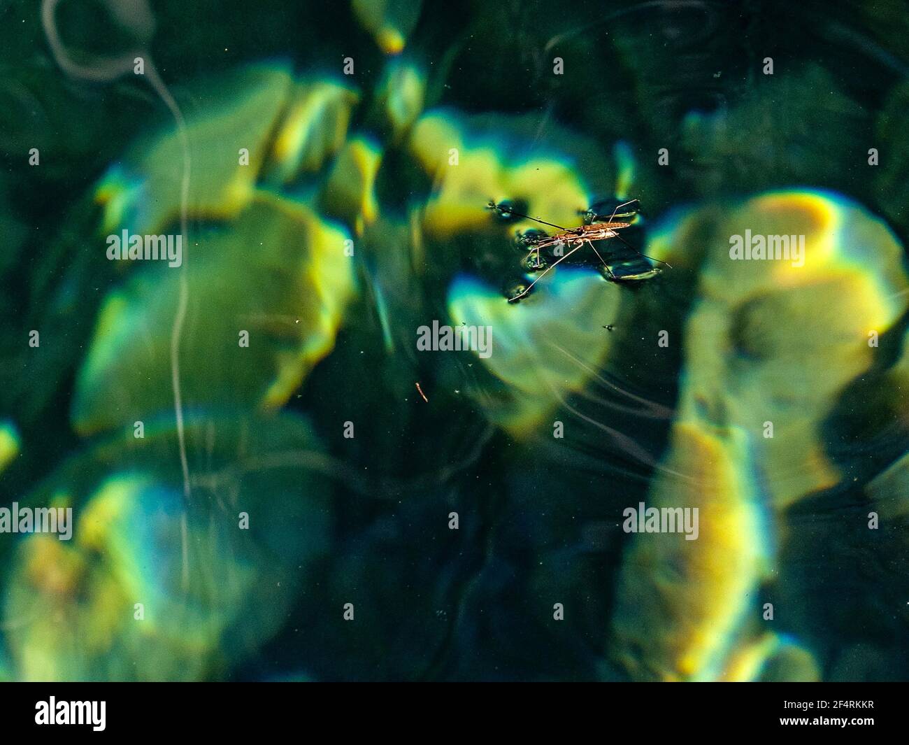 Jesus bugs hi-res stock photography and images - Alamy