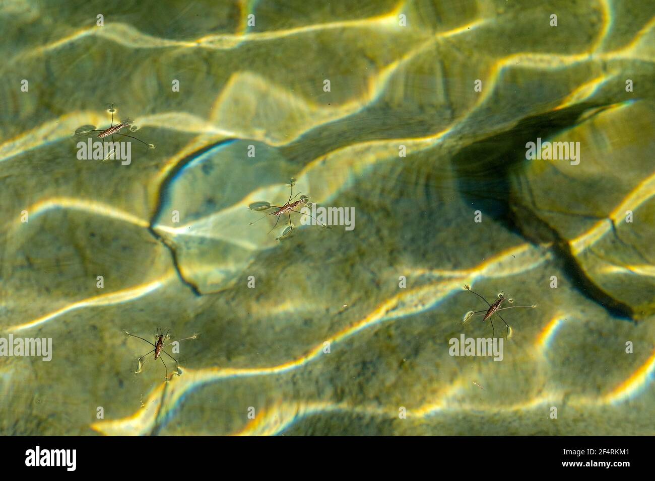 Jesus bugs hi-res stock photography and images - Alamy