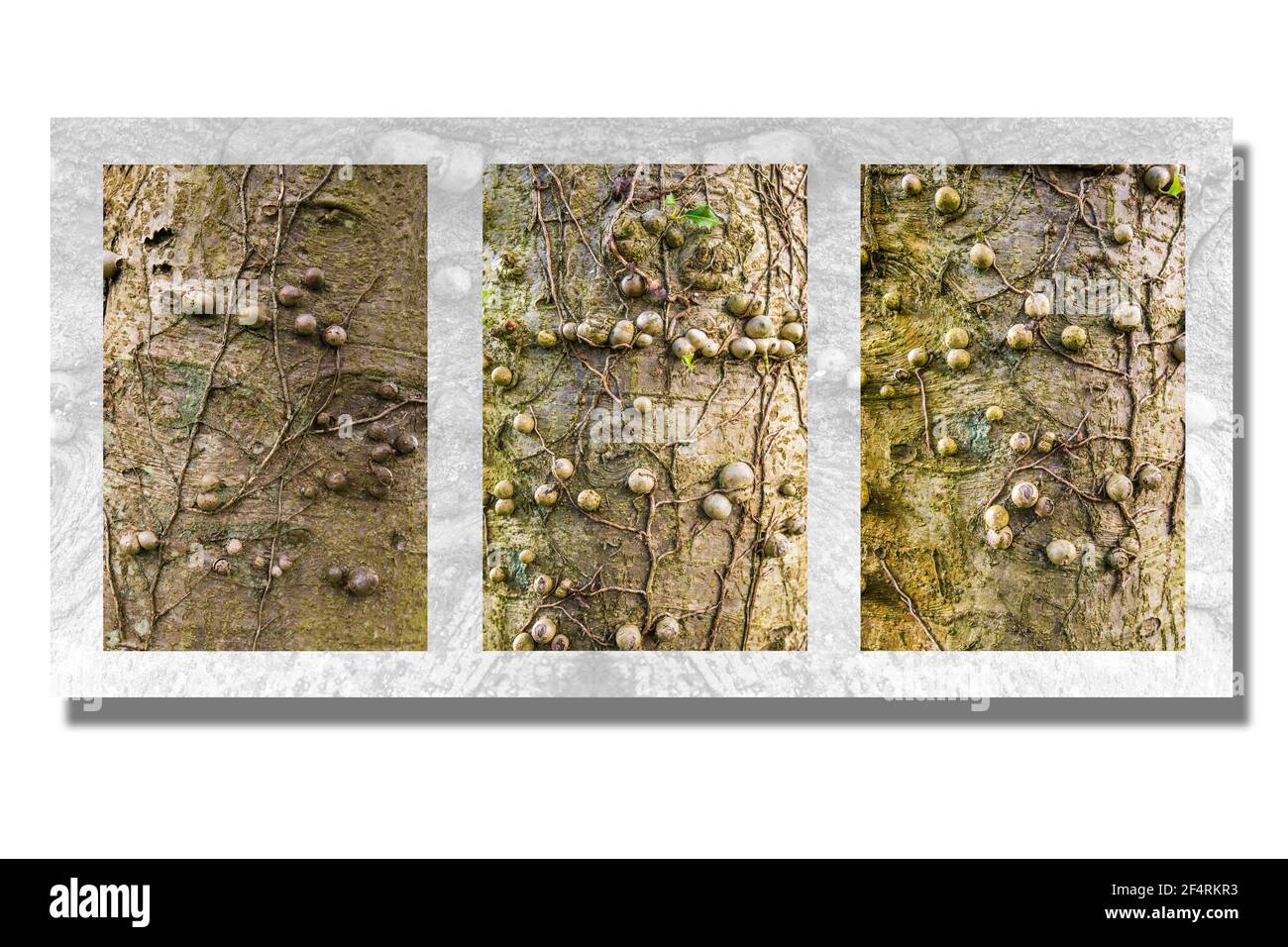 Circular bumps on holly bark hi-res stock photography and images - Alamy