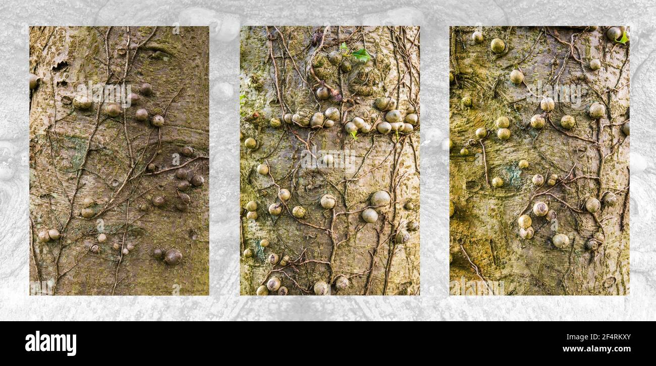 Circular bumps on holly bark hi-res stock photography and images - Alamy