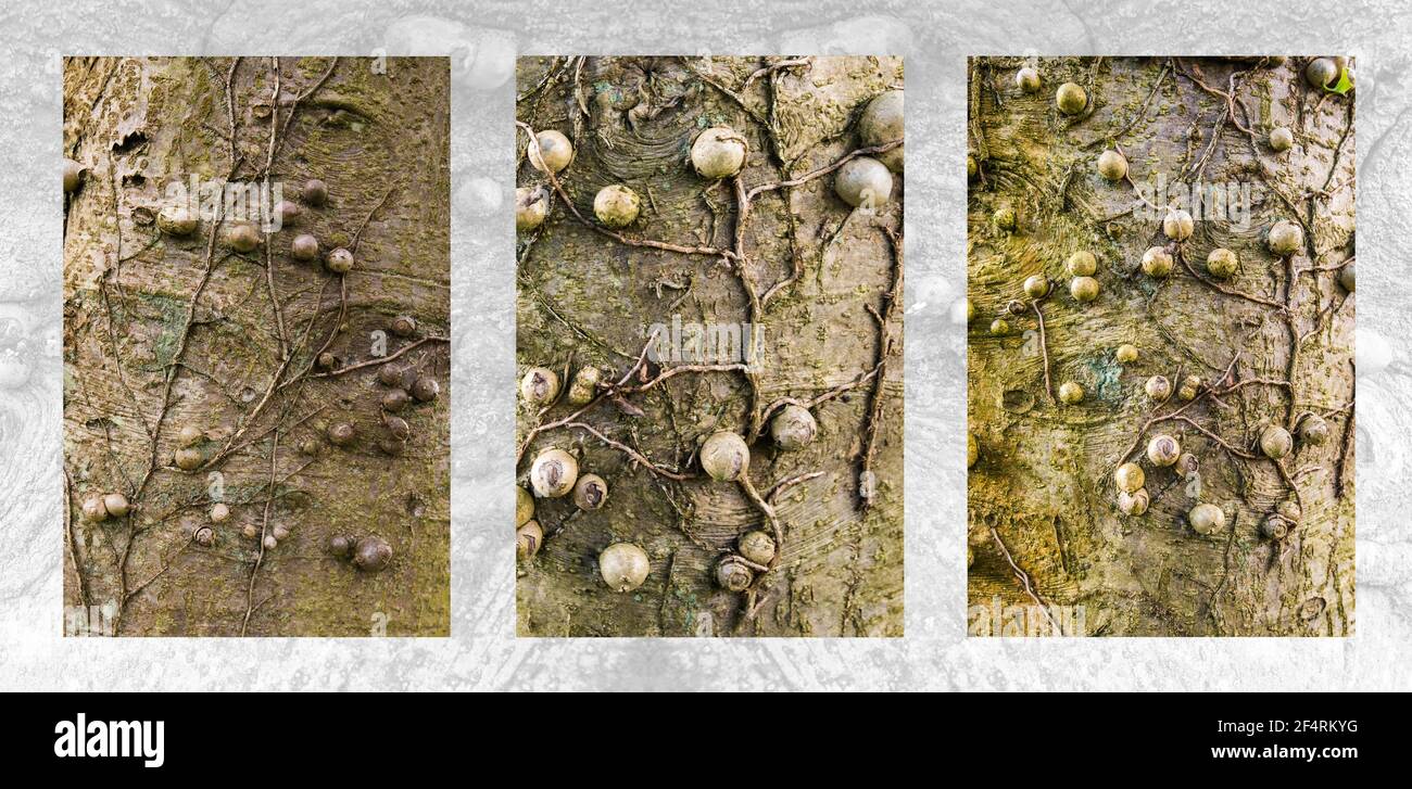 Circular bumps on holly bark hi-res stock photography and images - Alamy