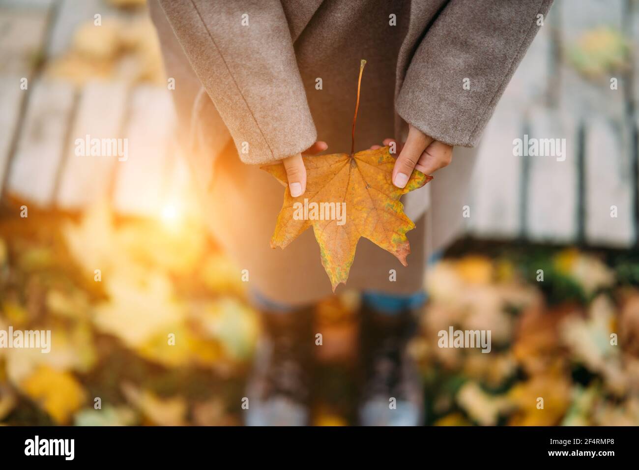 Autumn leaves in girl hands Stock Photo - Alamy