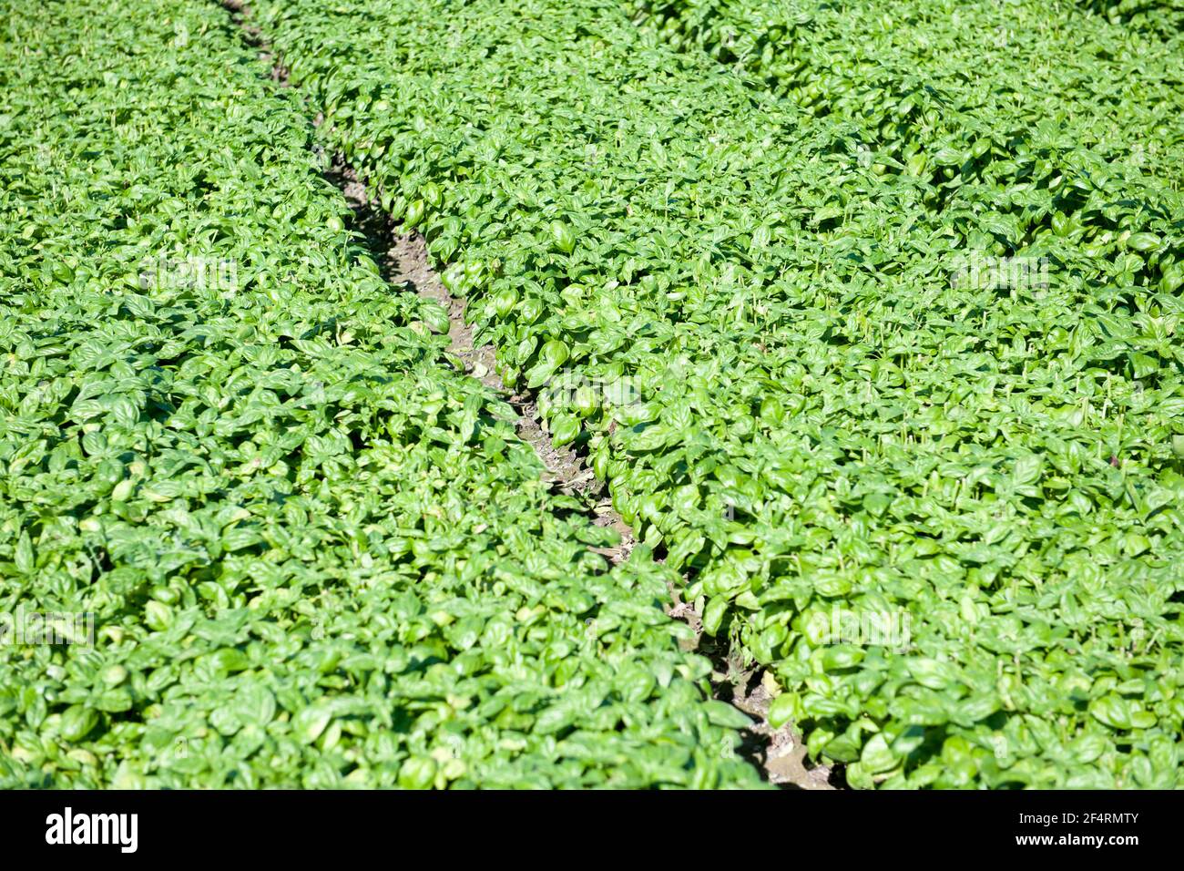 Basil field liguria hi-res stock photography and images - Alamy