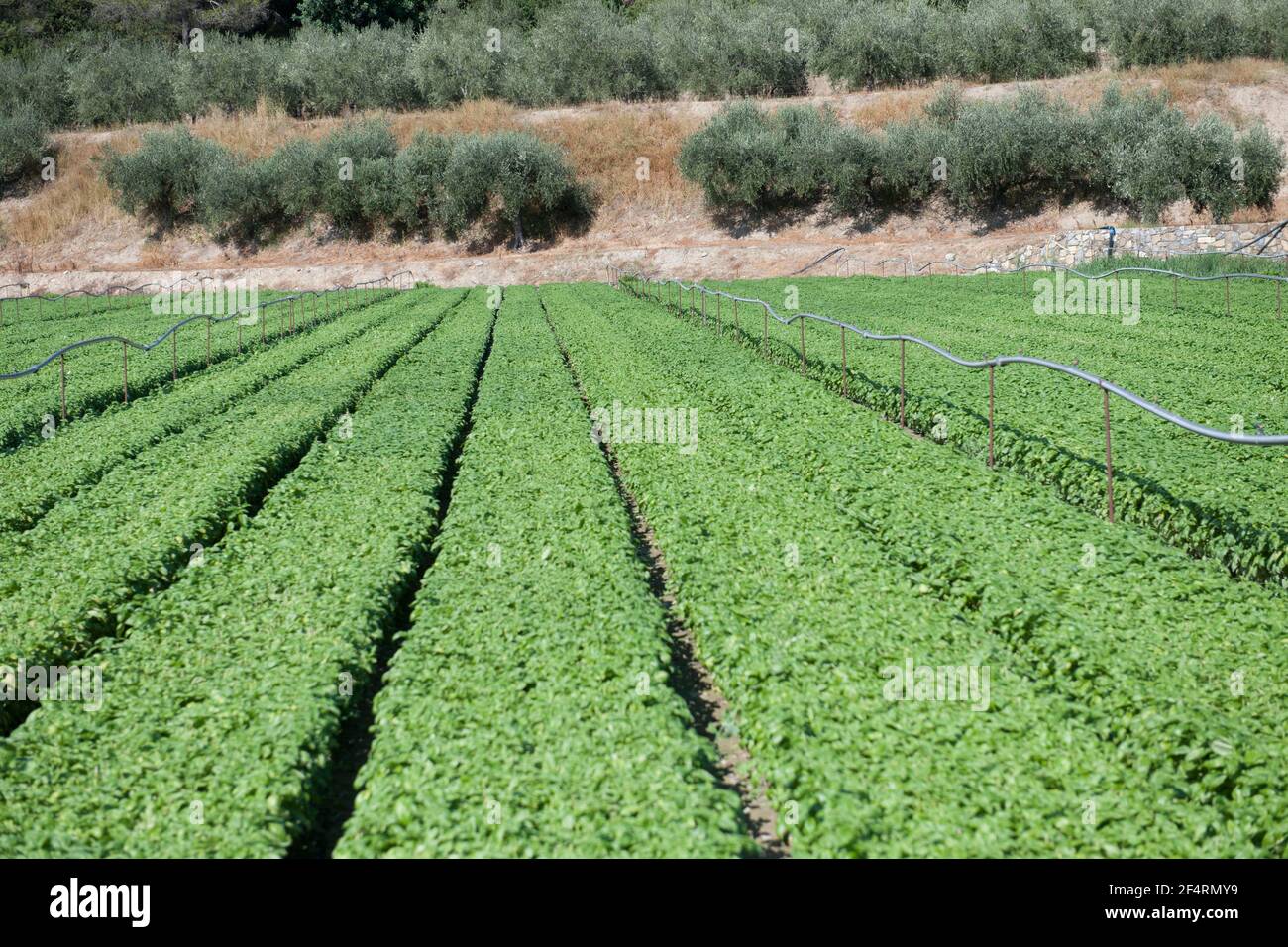 Basil plantation hi-res stock photography and images - Alamy