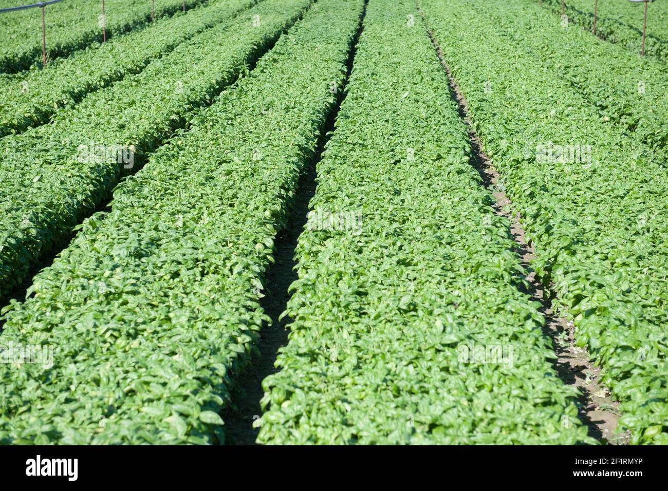 Basil field liguria hi-res stock photography and images - Alamy