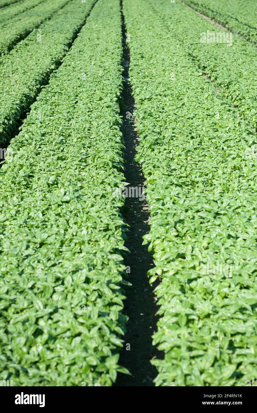 Basil field liguria hi-res stock photography and images - Alamy