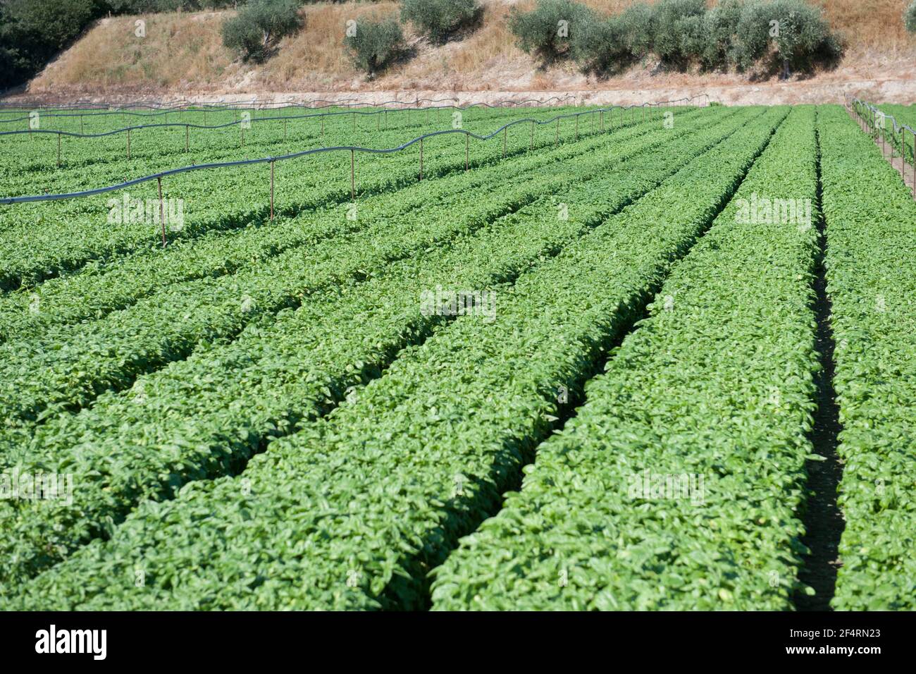 Basil field liguria hi-res stock photography and images - Alamy