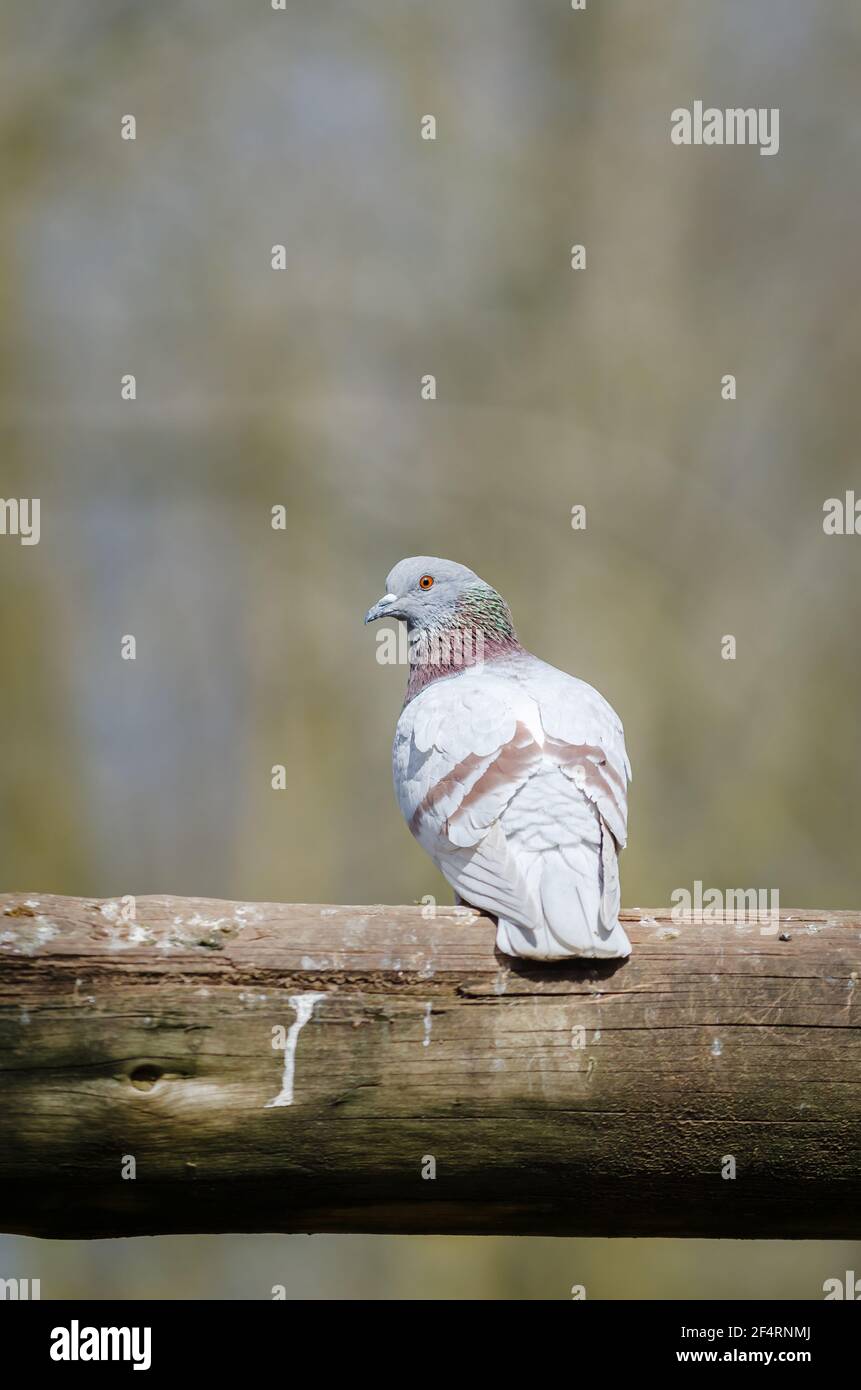 common domestic pigeon watching its surroundings Stock Photo - Alamy