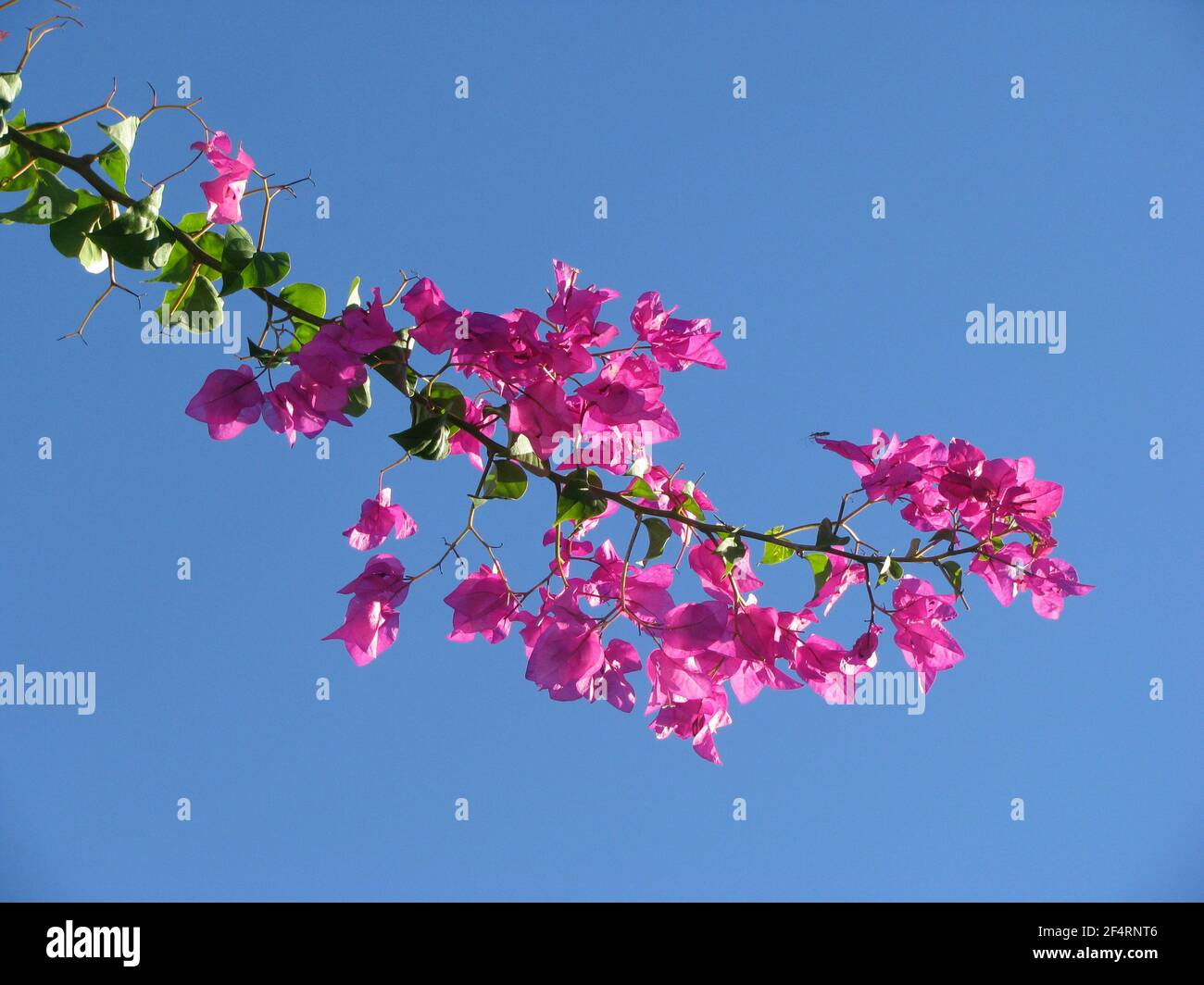 colorful branch and a clear blue sky Stock Photo - Alamy