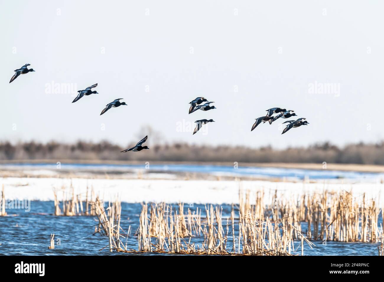 A flock of Ringneck Ducks in South Dakota on a early spring morning ...