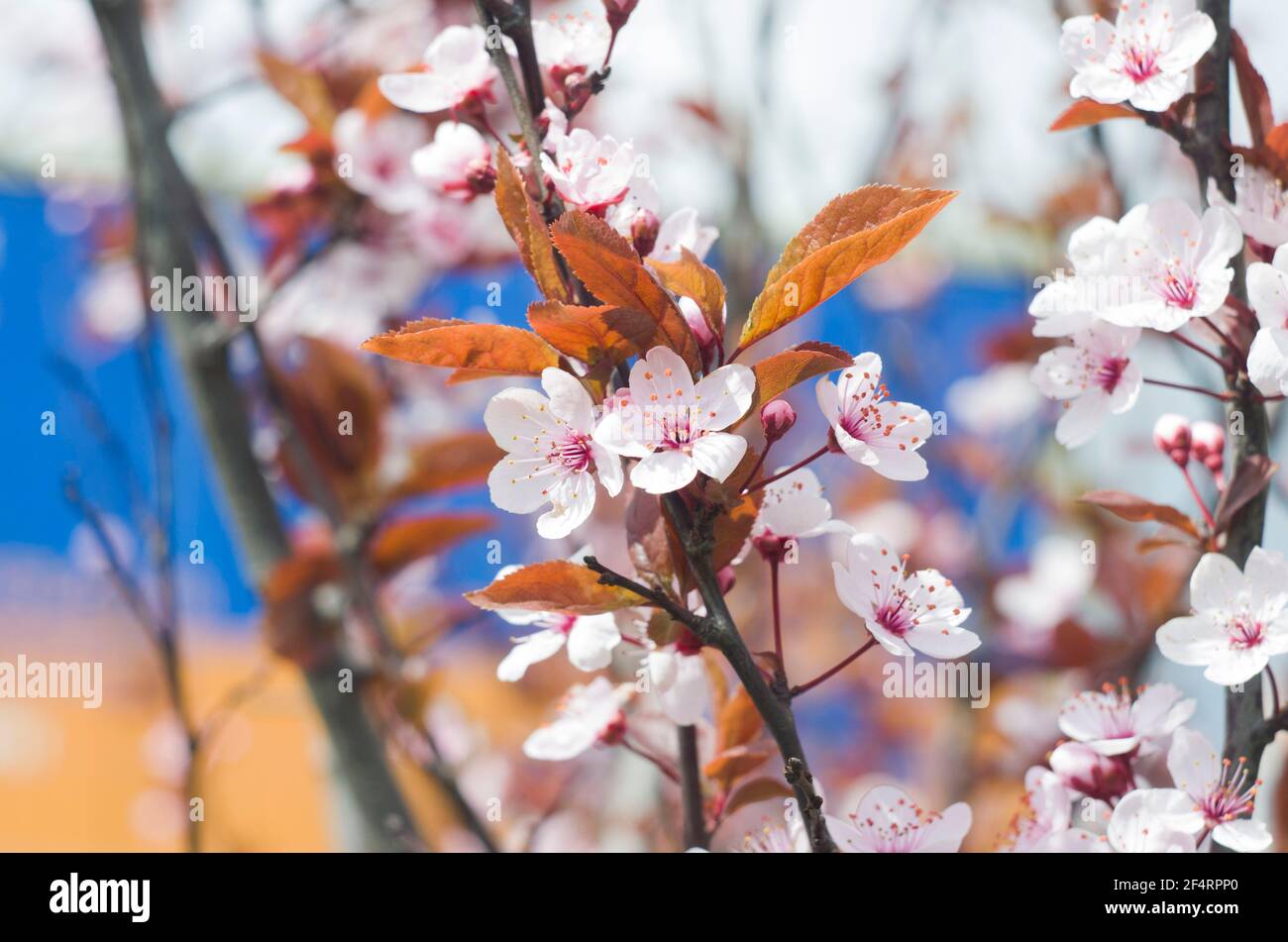 Beautiful flowers on a tree branch. Spring Background. Blossom tree ...