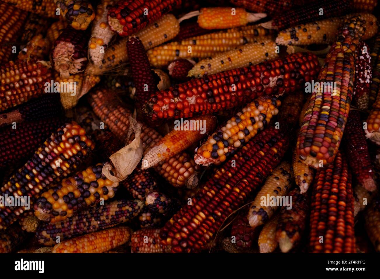 Indian corn rainbow colors hi-res stock photography and images - Alamy