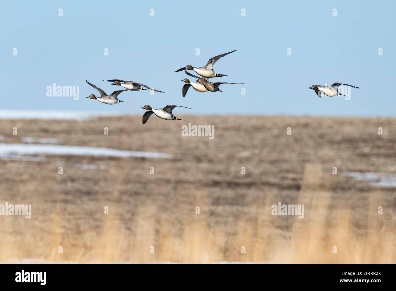 A flock of Northern Pintails over the South Dakota Prairie during a ...