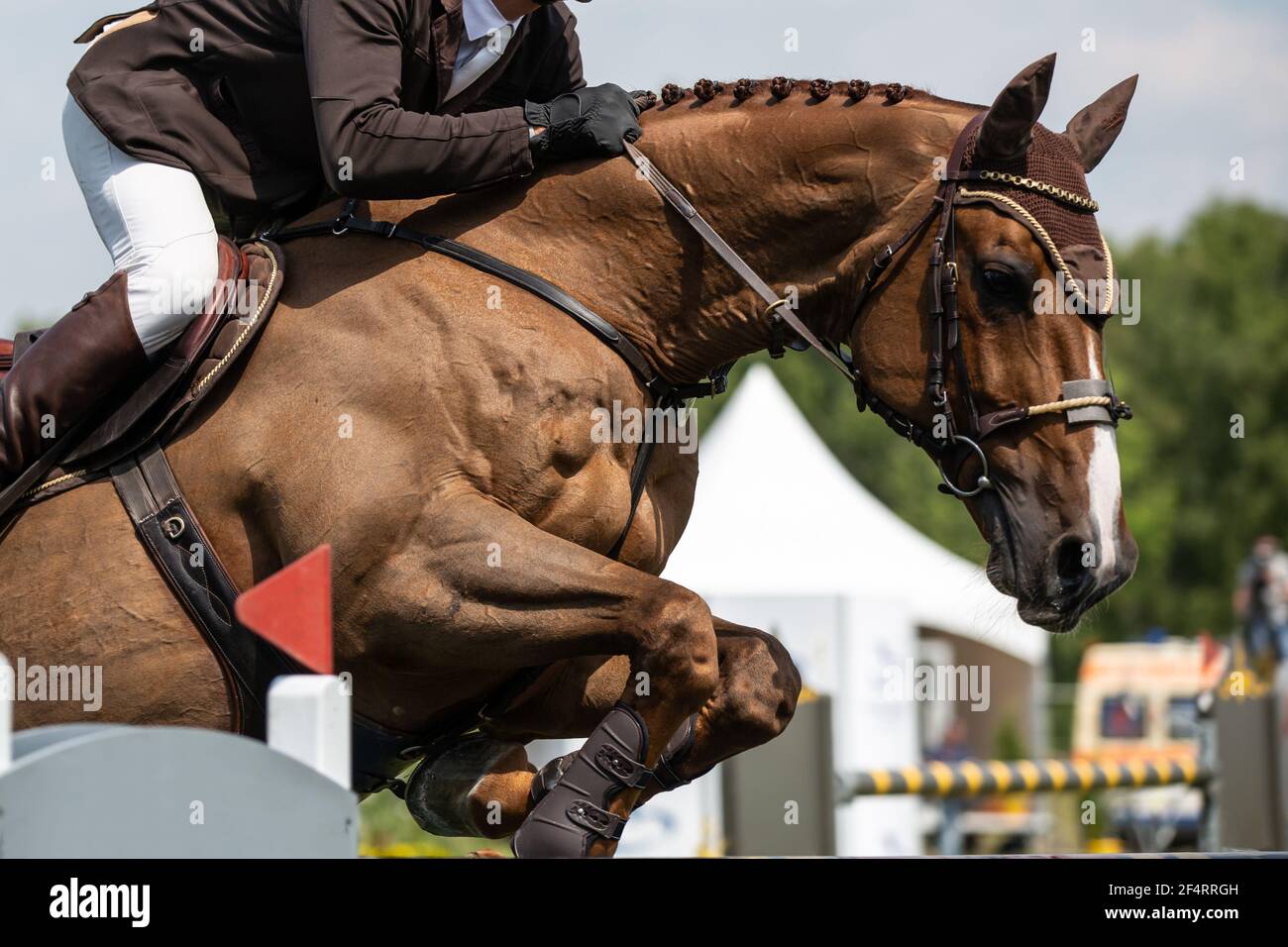 Jumping horse hi-res stock photography and images - Alamy