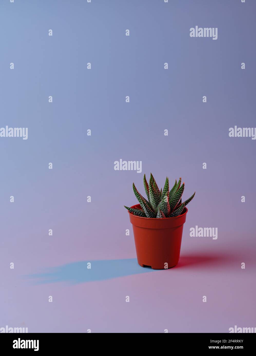 Plant in pot with double colorful shadows Stock Photo - Alamy