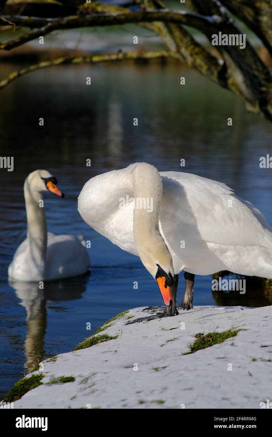 Elegant animals hi-res stock photography and images - Alamy