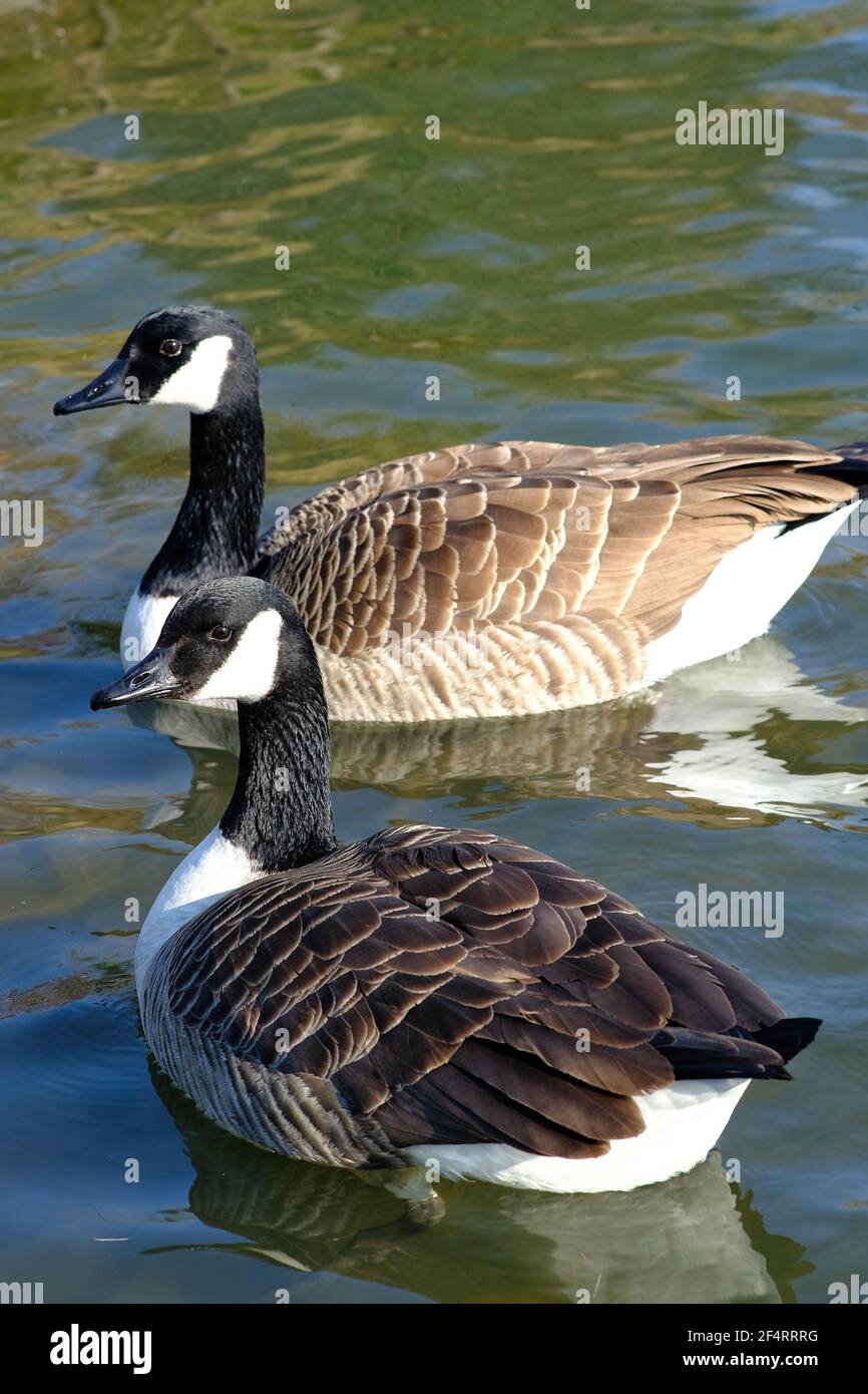 Two ducks white pond water hi-res stock photography and images - Alamy