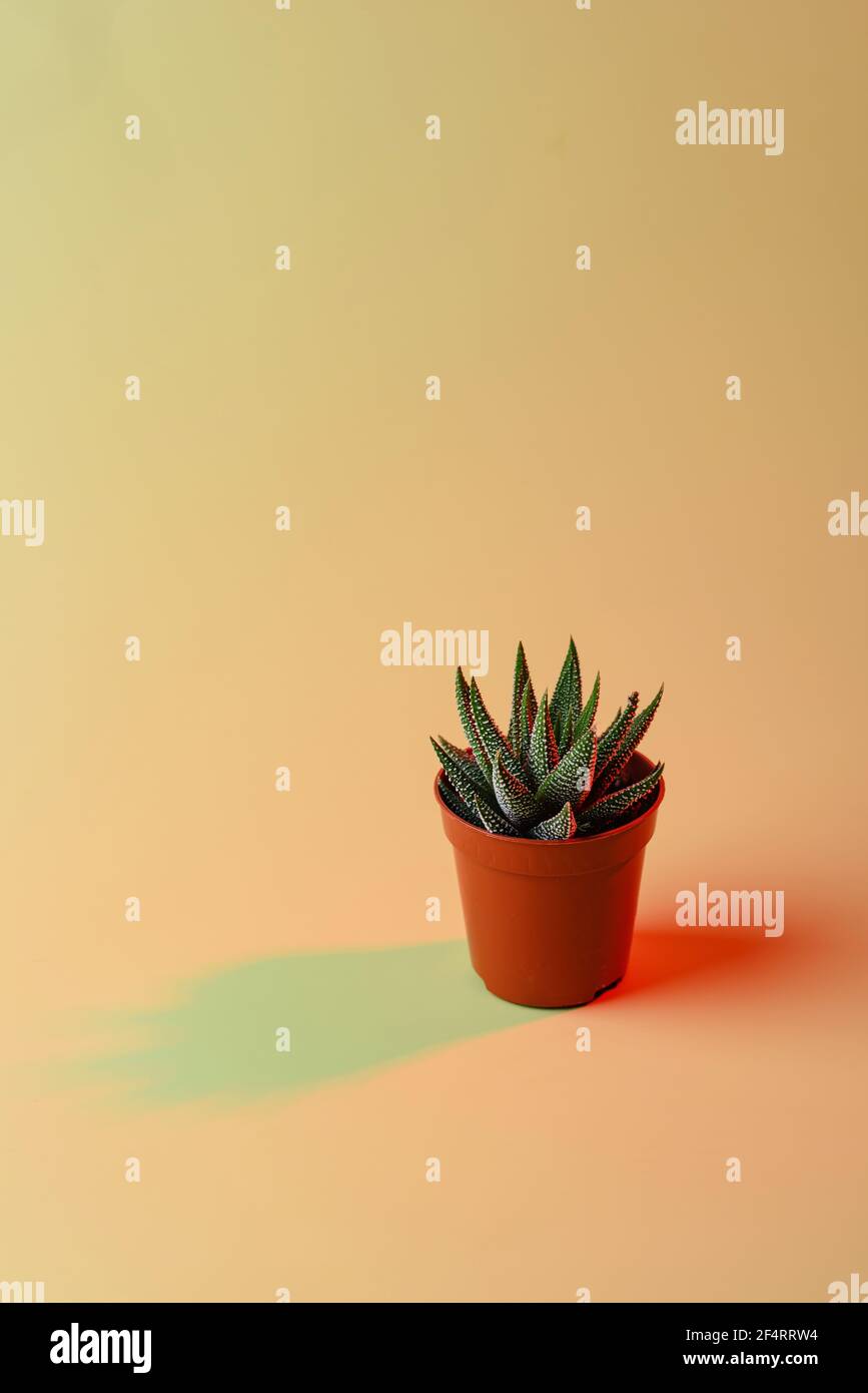 Plant in pot with double colorful shadows Stock Photo - Alamy